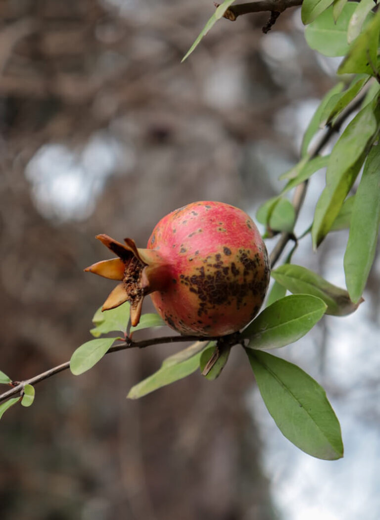 Technology - BioHarvest Sciences