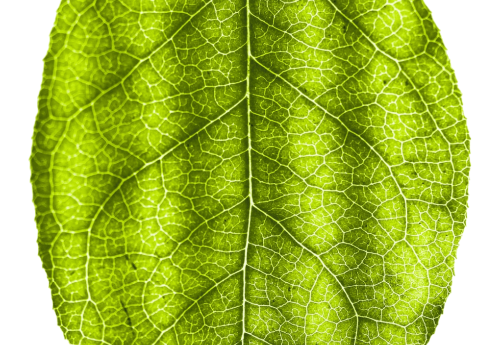 Home - BioHarvest Sciences