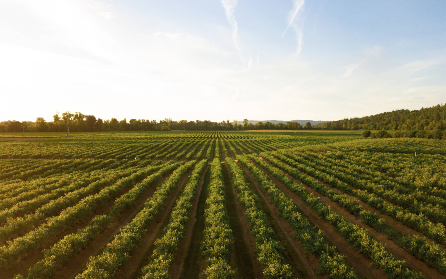 Home - BioHarvest Sciences