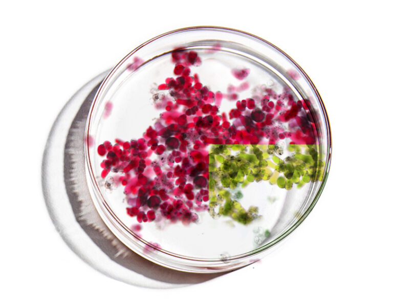 Clinical Studies - BioHarvest Sciences